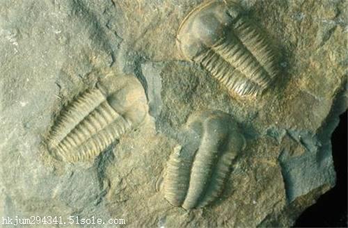 三叶虫化石简笔画,植物化石简笔画,植物化石(第11页)_大山谷图库
